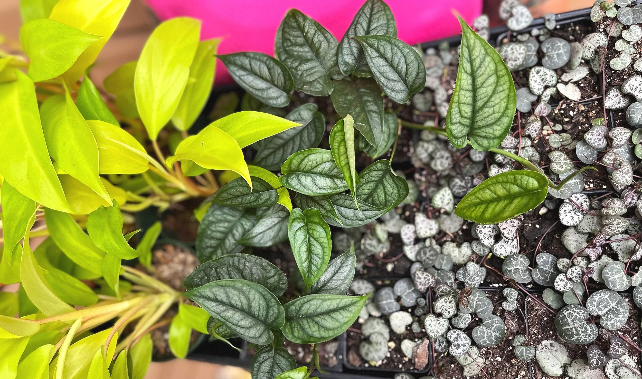 Fancy Plants Plantmongers