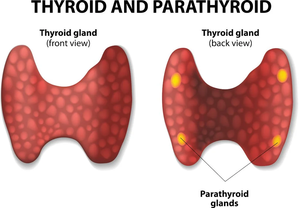 Thyroid & Parathyroid Disorder Treatment in Baytown, TX – Expert ...