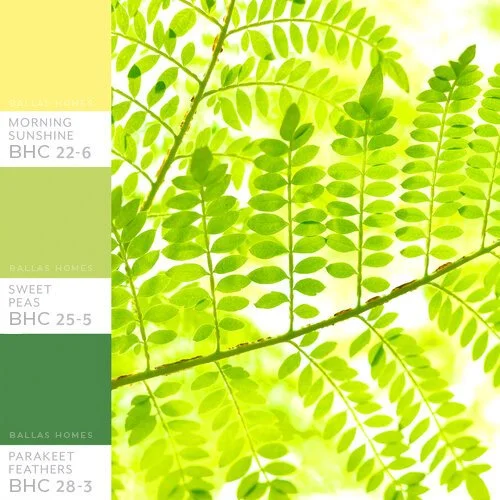 Color Palettes — BALLAS HOMES