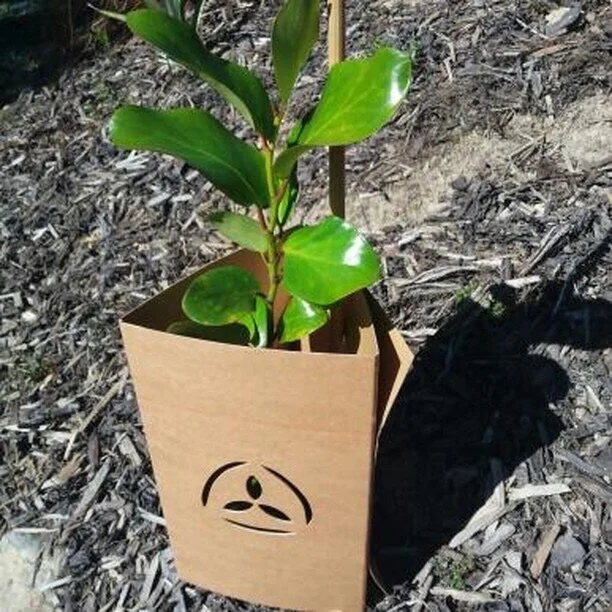 FuturEcology - EmGuard ™ biodegradable plant guards