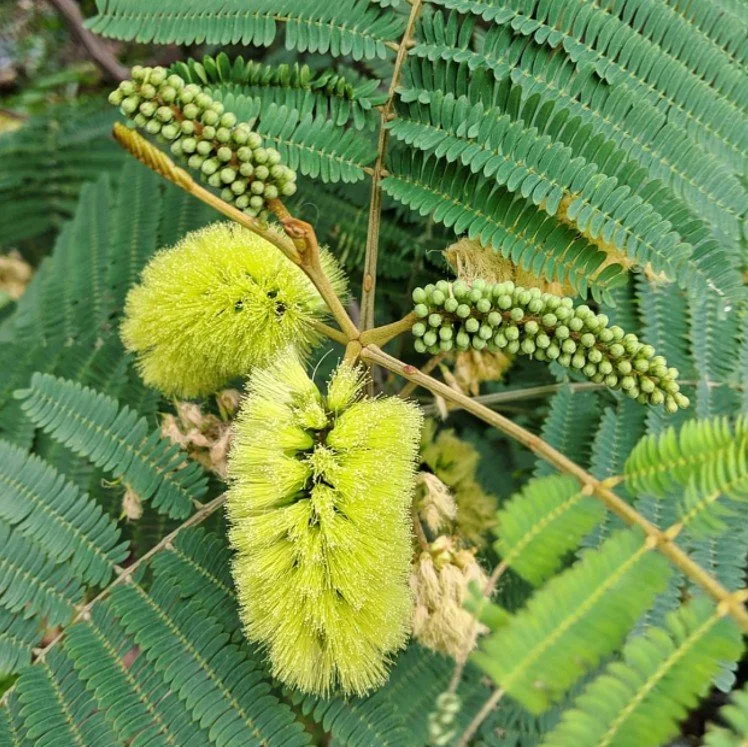 FuturEcology & EmGuard ™ June 2025 — FuturEcology