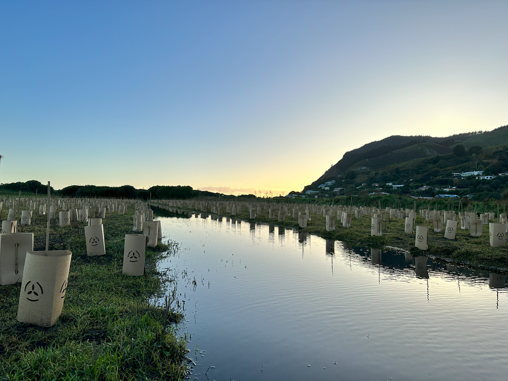 EmGuard ™ - environmentally friendly bio-degradable plant guards