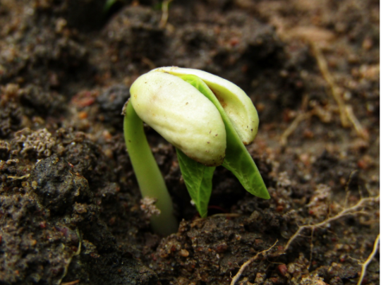 CuriouSTEM - Roots, Shoots, & Gravity: How Seeds Grow