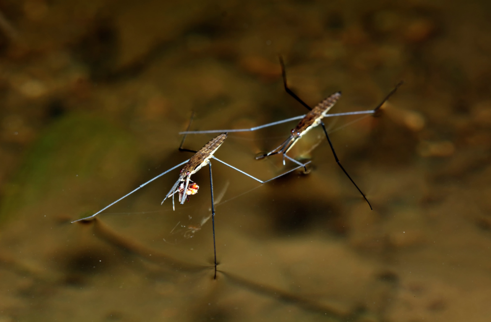 CuriouSTEM - Water Fleas