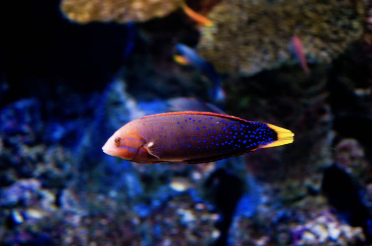 CuriouSTEM - The Science behind Glofish