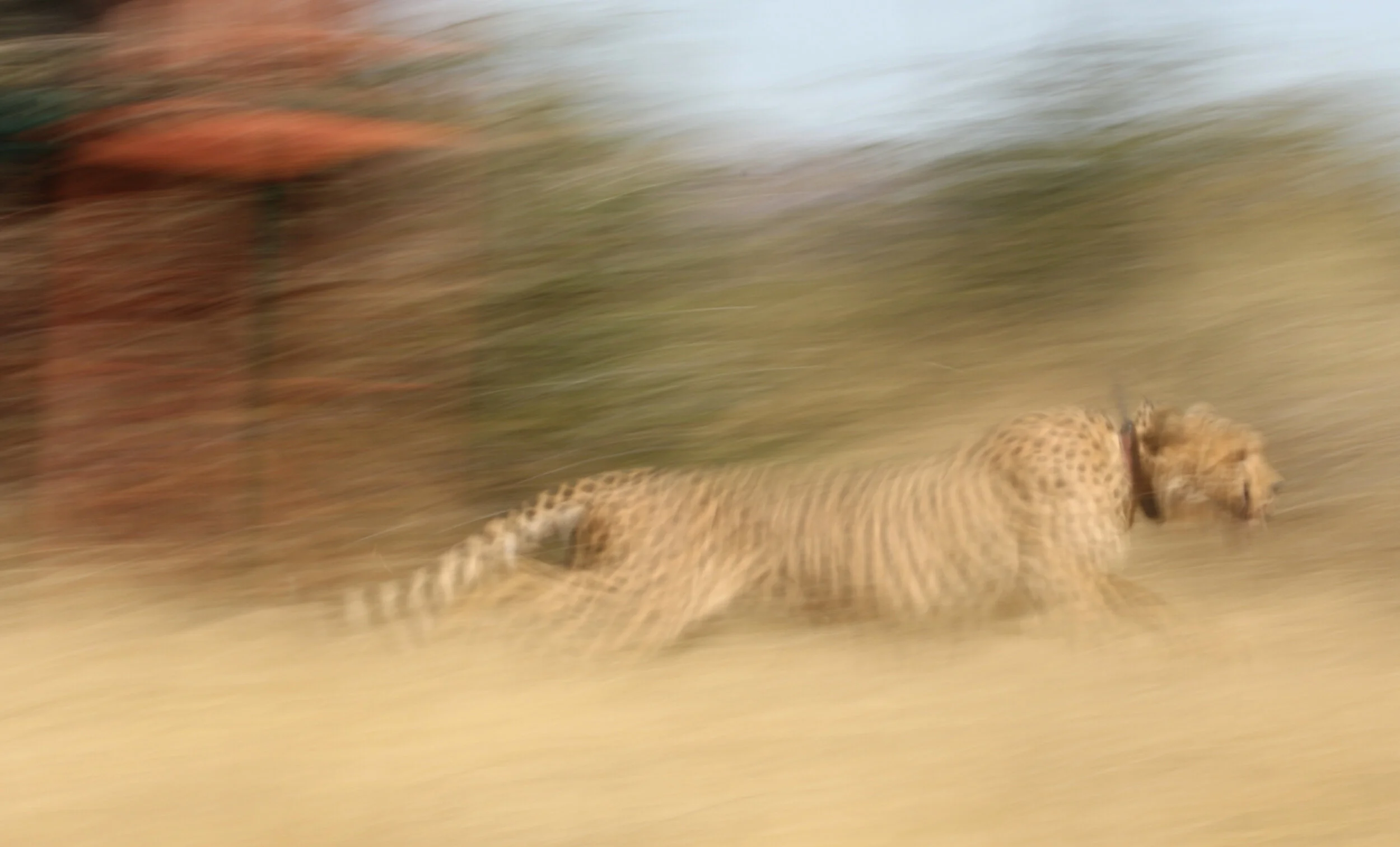 Research Goals — IZW Cheetah Research Project