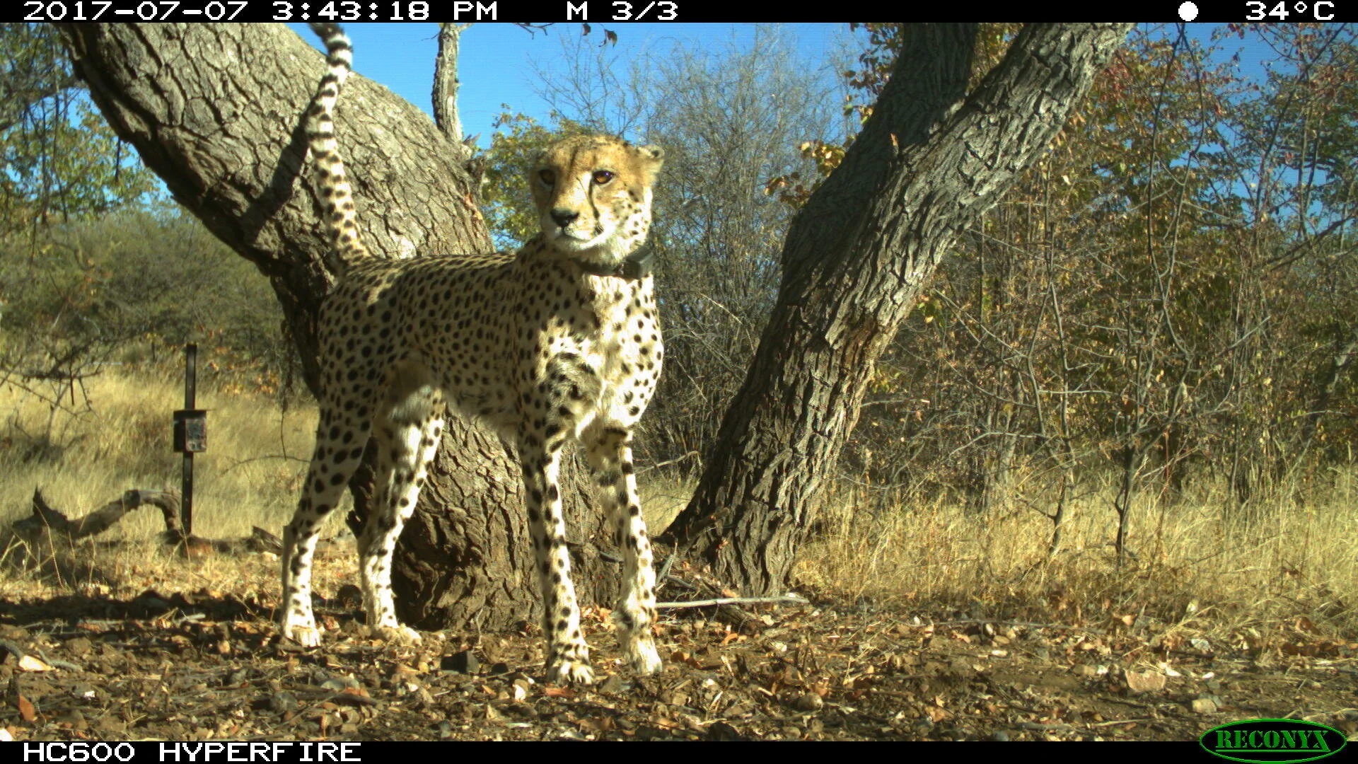 Research Goals — IZW Cheetah Research Project