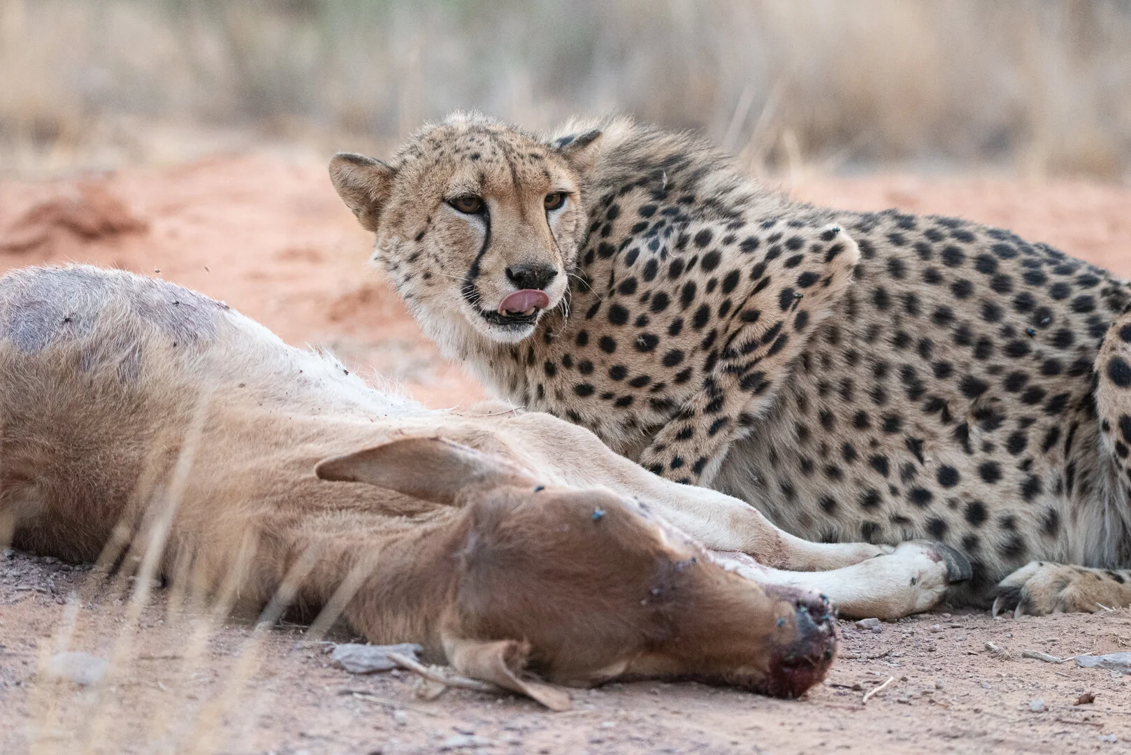 Diet determination and composition — IZW Cheetah Research Project