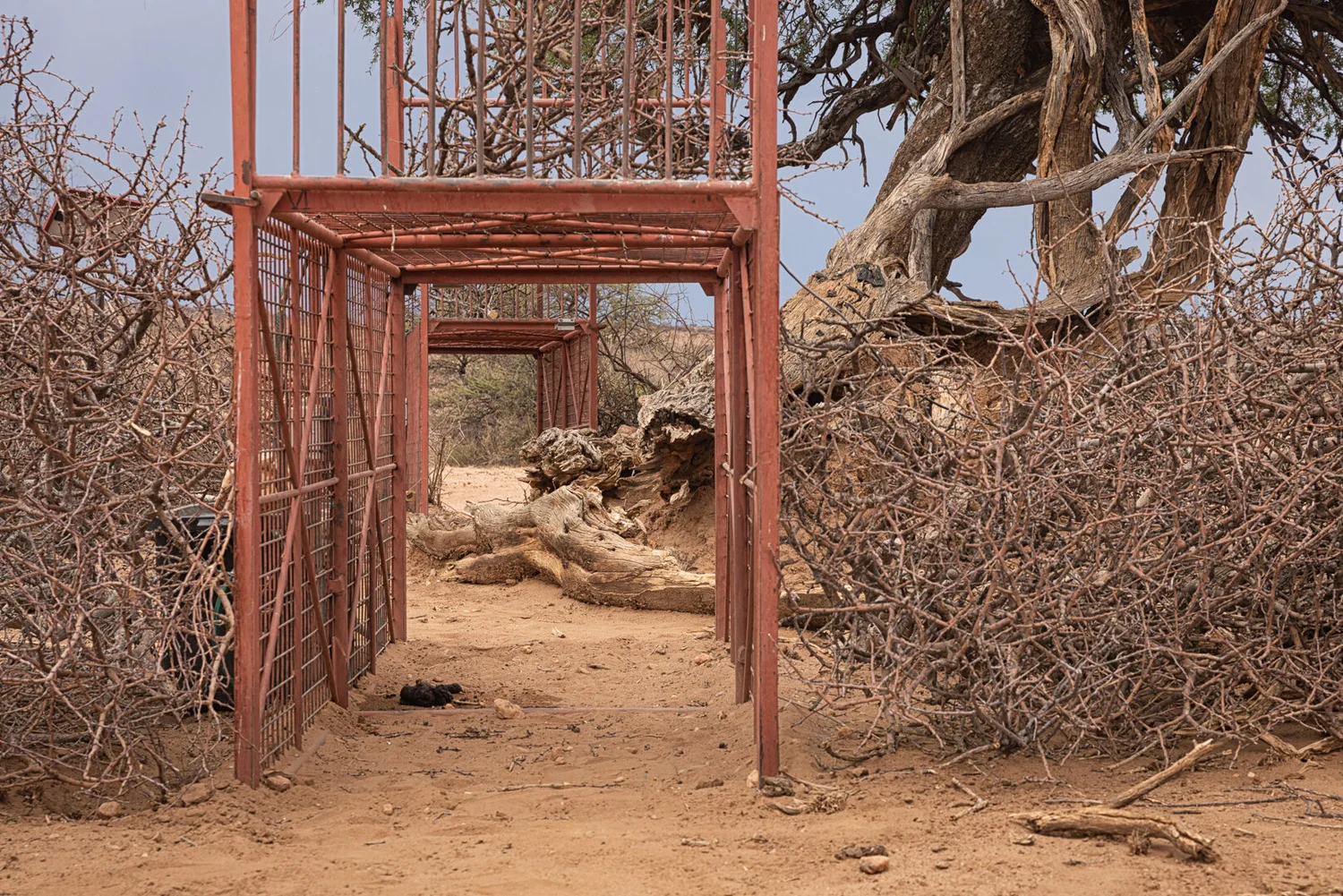 Spatial ecology and distribution — IZW Cheetah Research Project