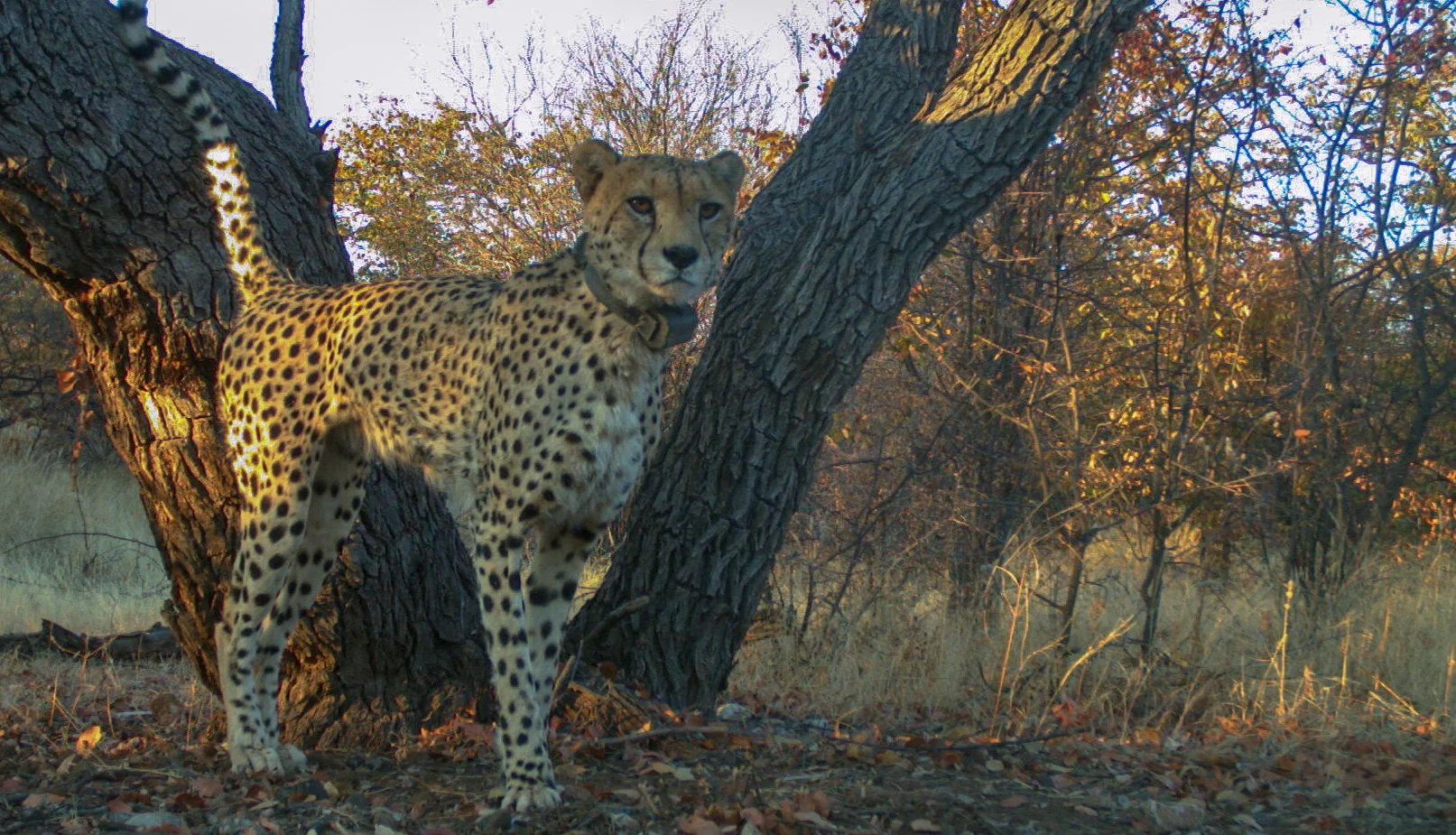 Taxonomy and population status — IZW Cheetah Research Project