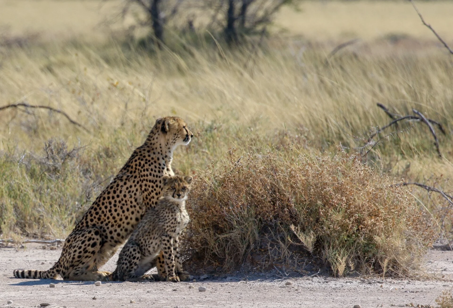 Behavioral ecology — IZW Cheetah Research Project