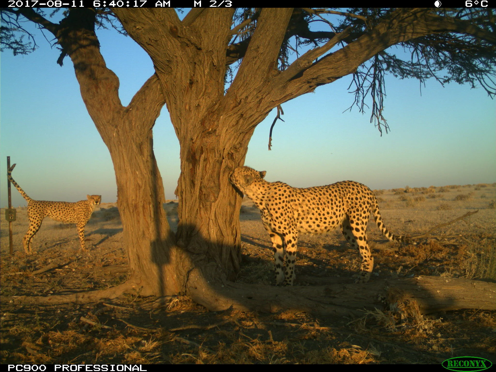 Country-wide cheetah monitoring — IZW Cheetah Research Project