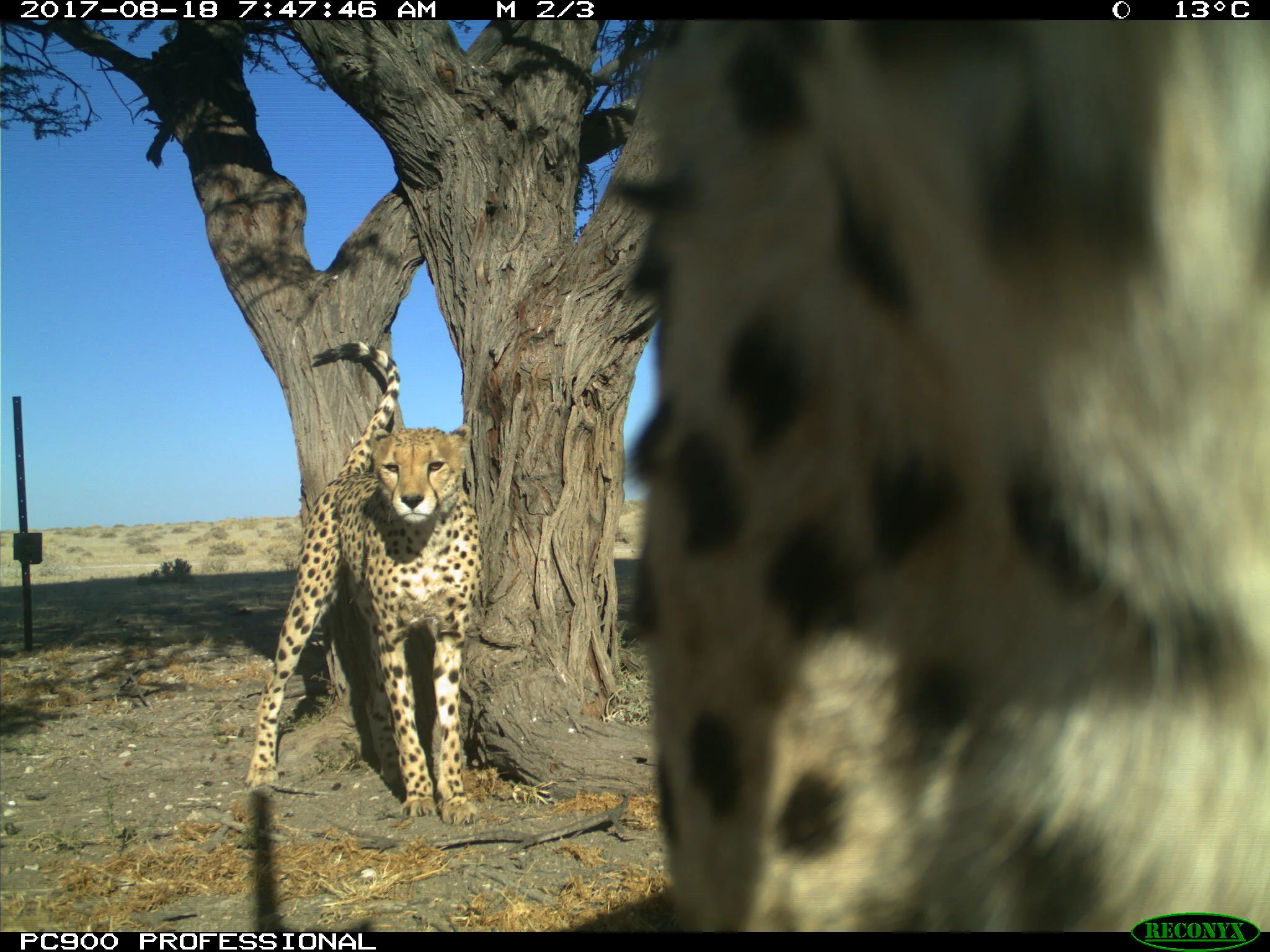 Country-wide cheetah monitoring — IZW Cheetah Research Project