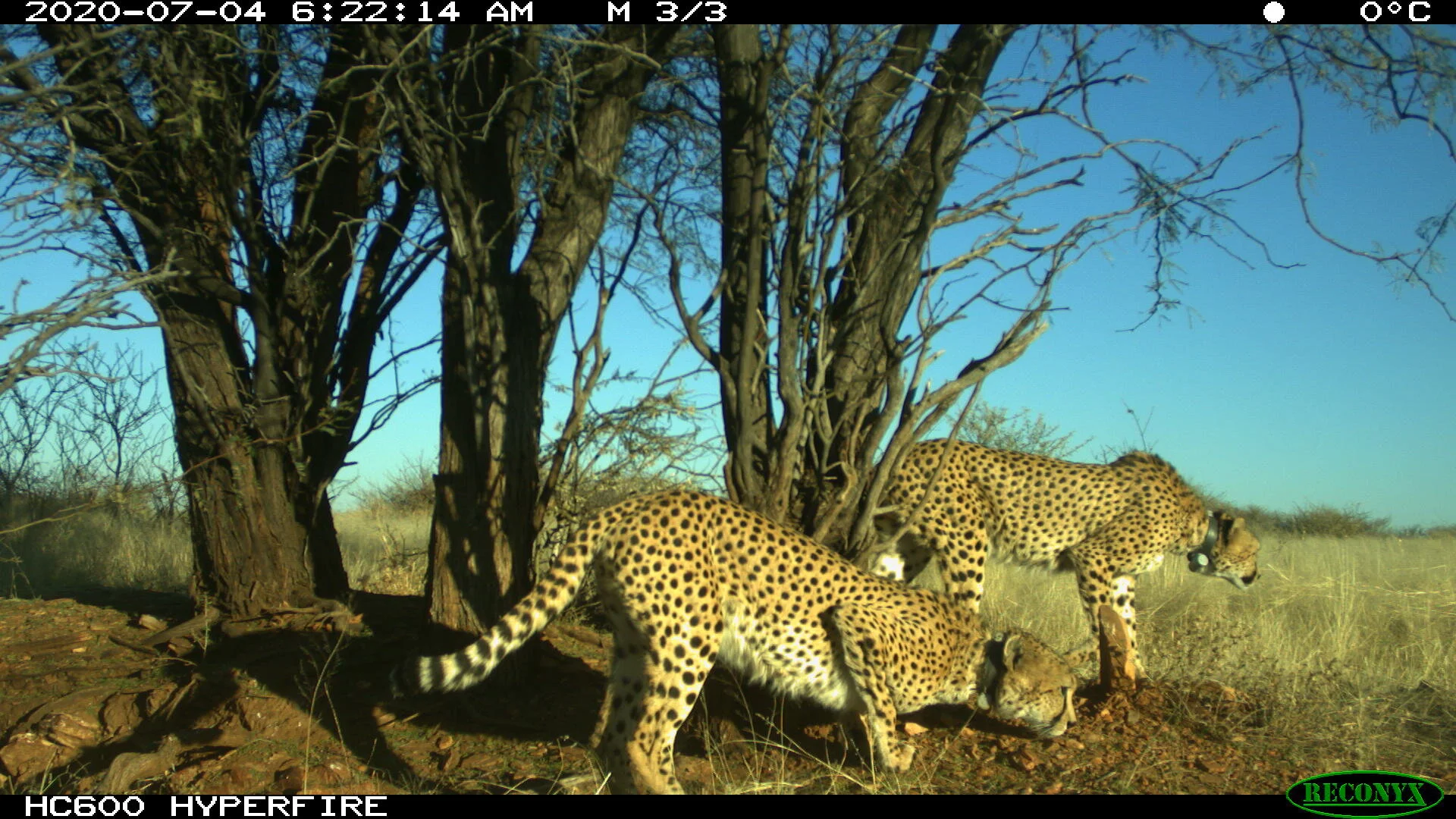 2020 camera trap survey in 15 focal areas in Central Namibia — IZW ...