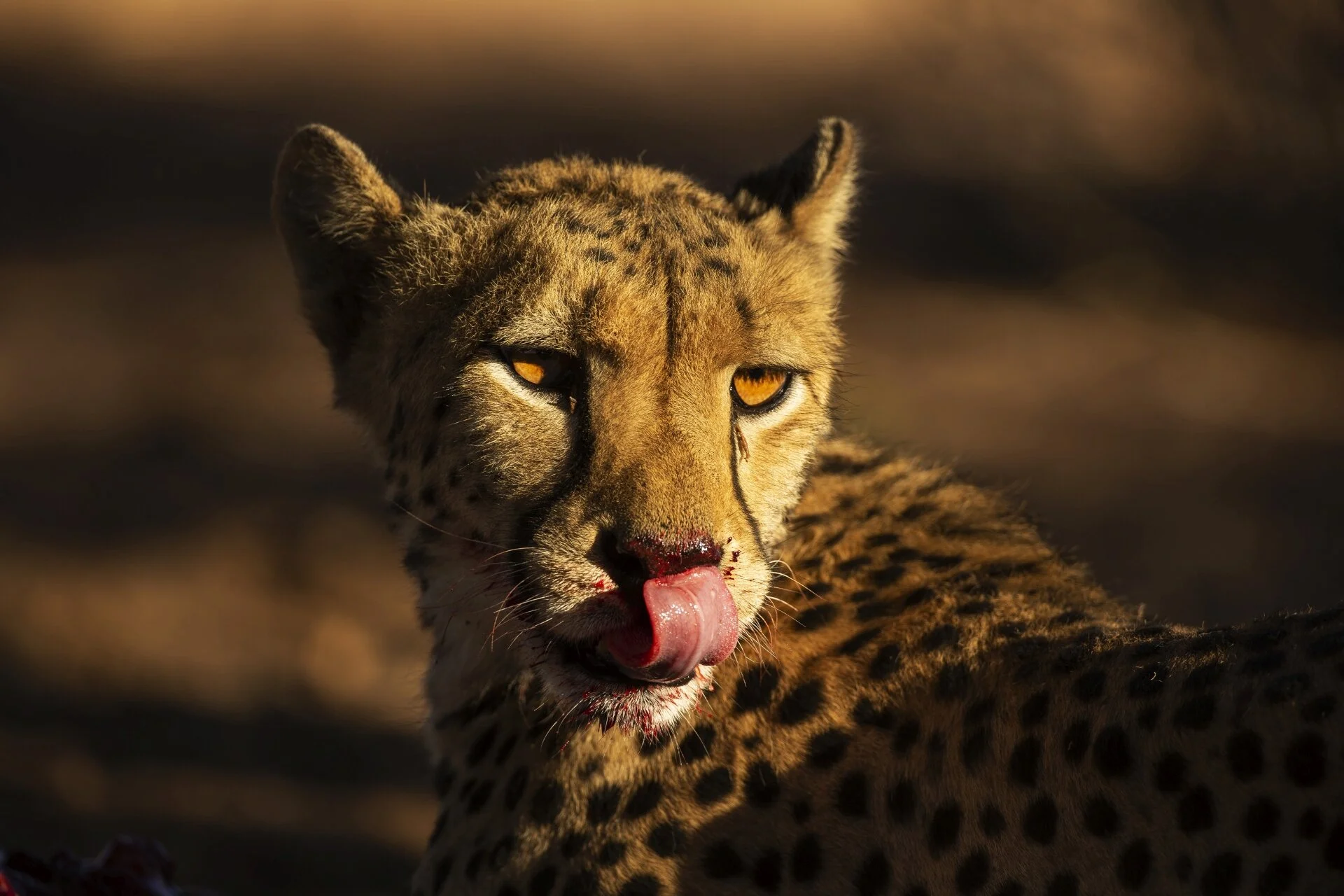 Bernd Wasiolka – Wildlife photography with a background — IZW Cheetah ...