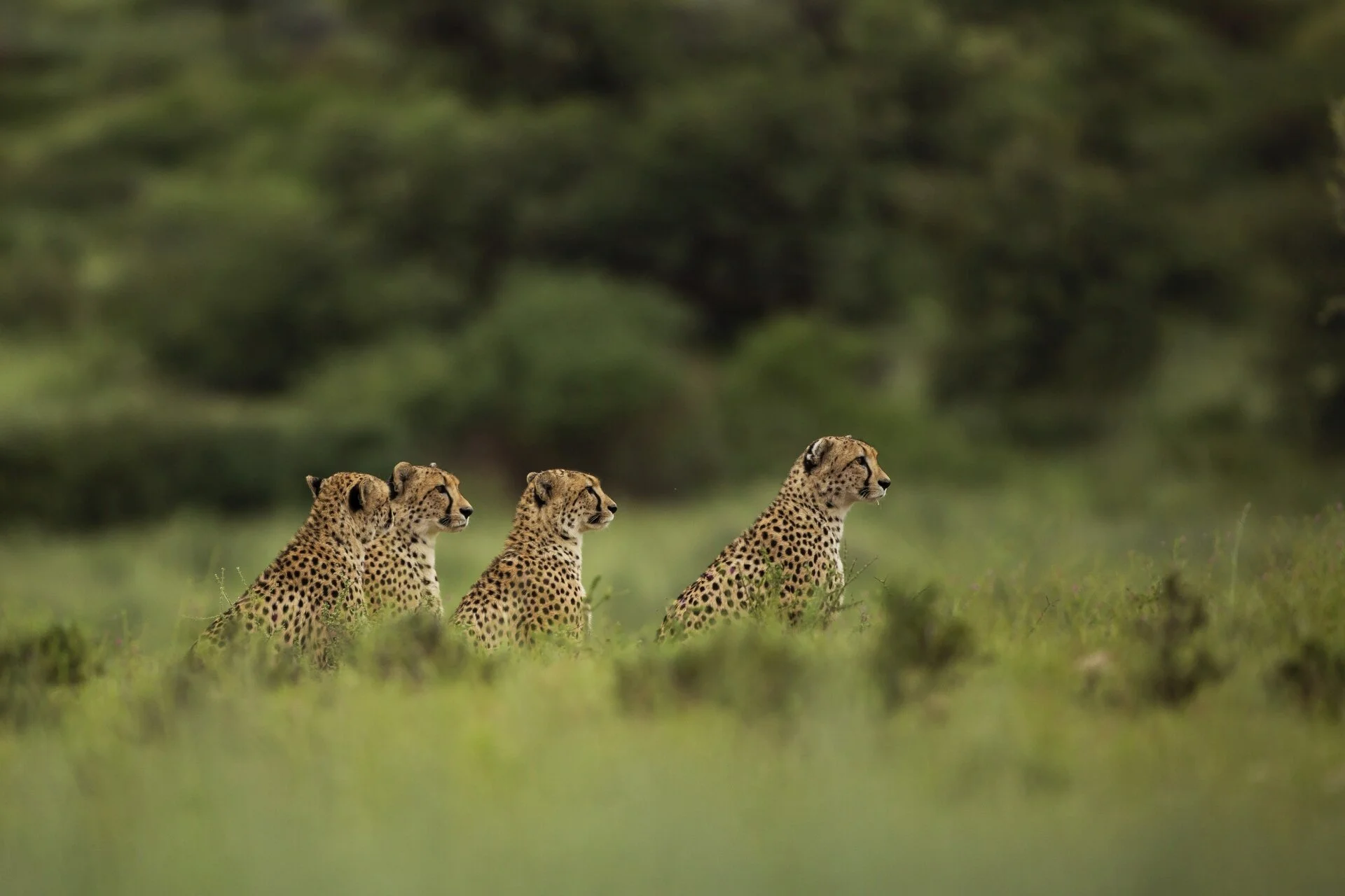 Bernd Wasiolka – Wildlife photography with a background — IZW Cheetah ...
