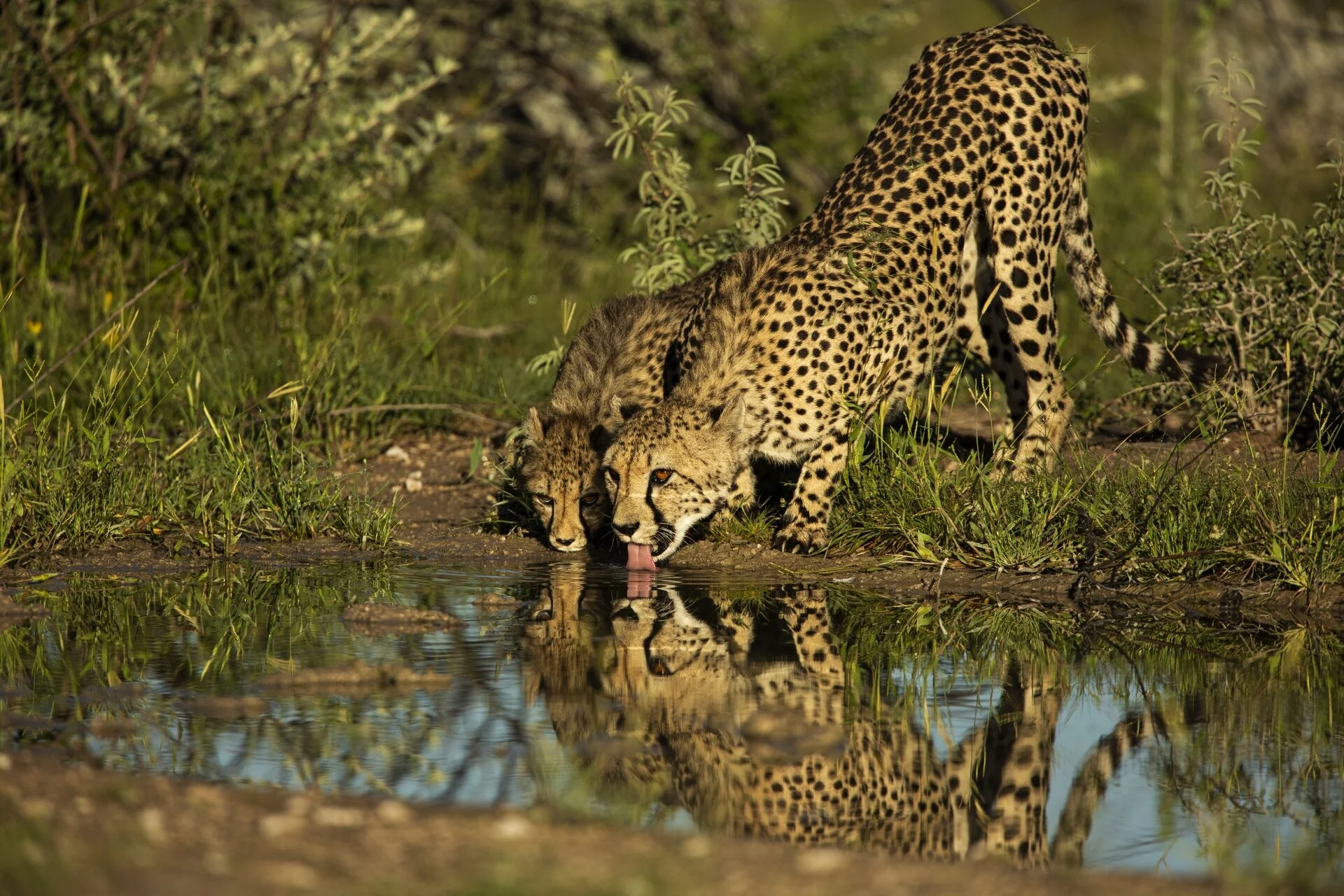Bernd Wasiolka – Wildlife photography with a background — IZW Cheetah ...