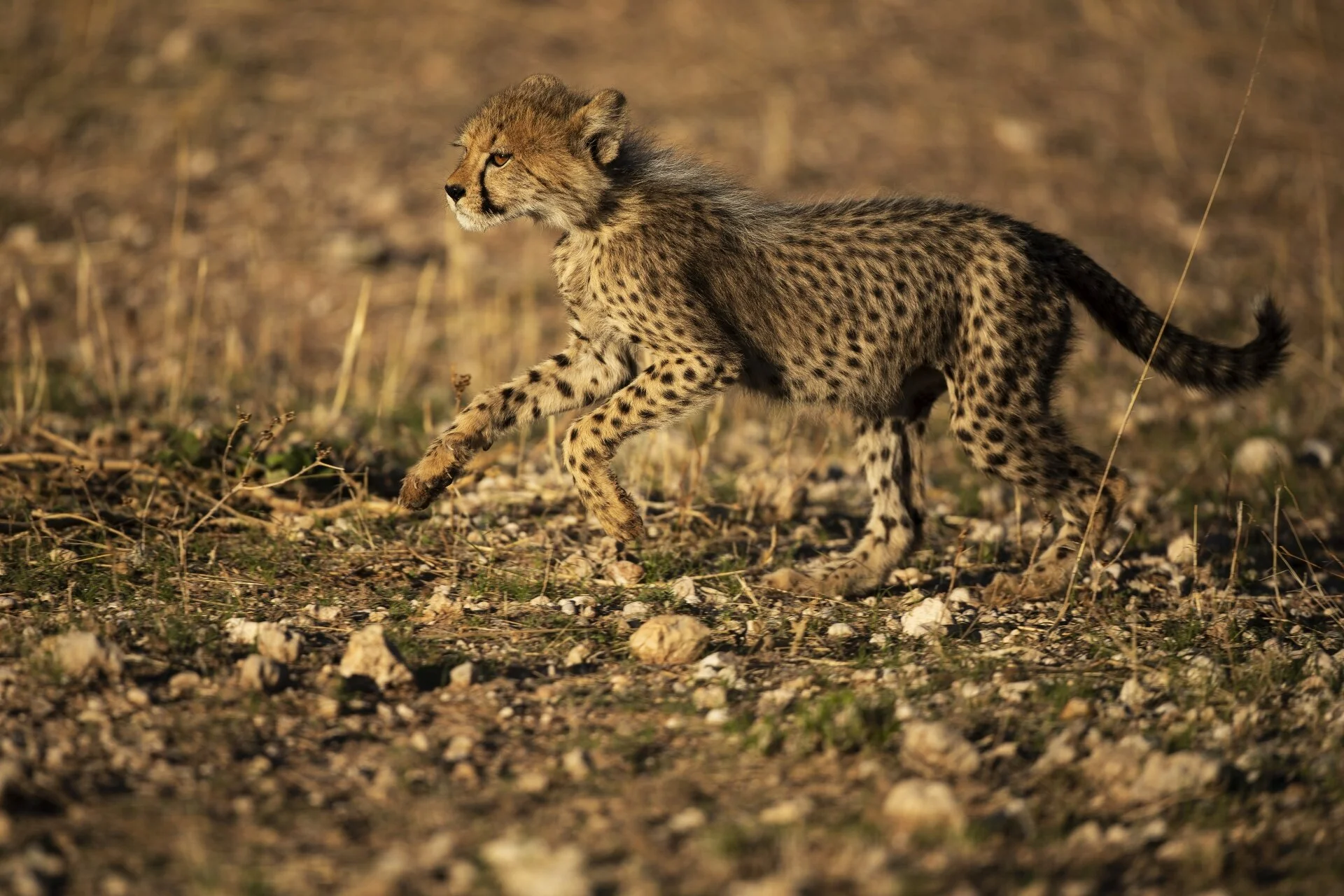 Bernd Wasiolka – Wildlife photography with a background — IZW Cheetah ...