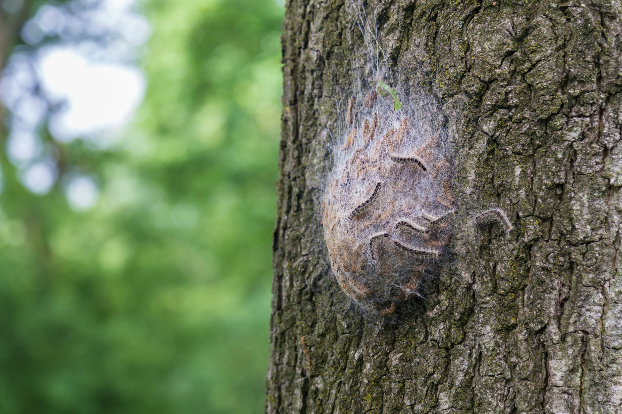 Oak Processionary Moth — HRG Tree Surgeons