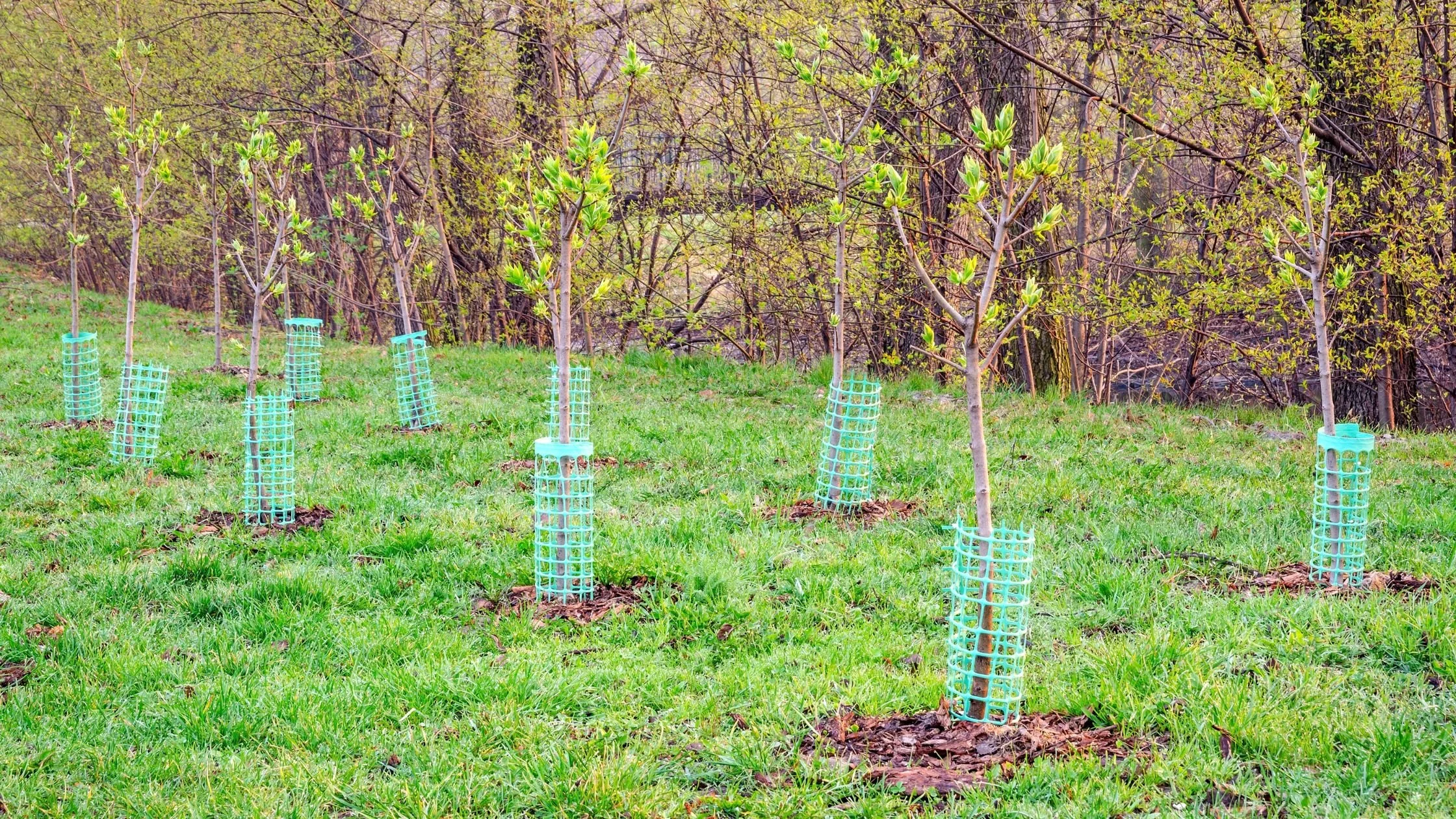 Tree Planting and Young Tree Maintenance Services — HRG Tree Surgeons