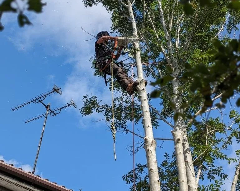 Tree Risk Assessments: What They Are and Why They Are Essential — HRG ...