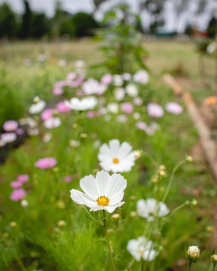 Gather Flower Farm
