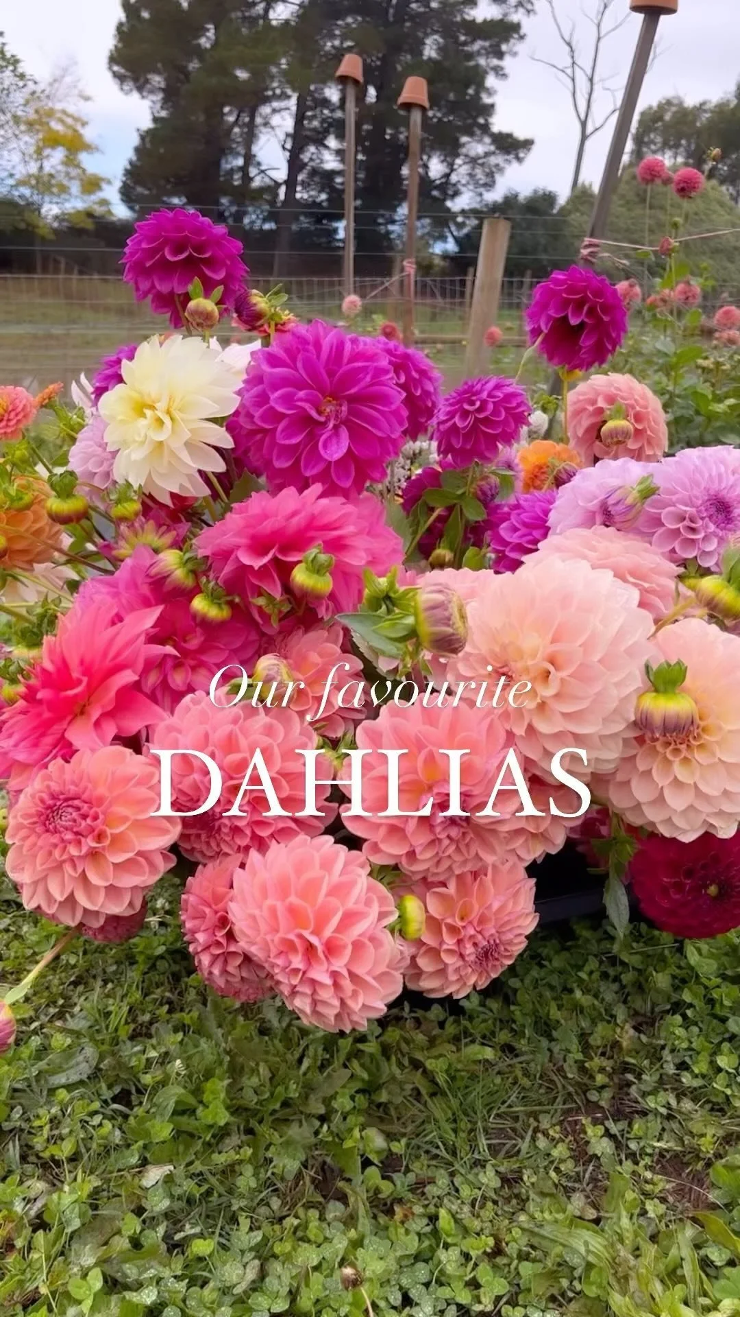 Gather Flower Farm