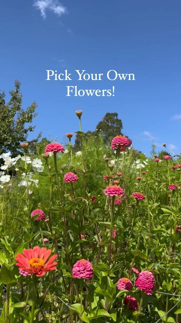 Gather Flower Farm