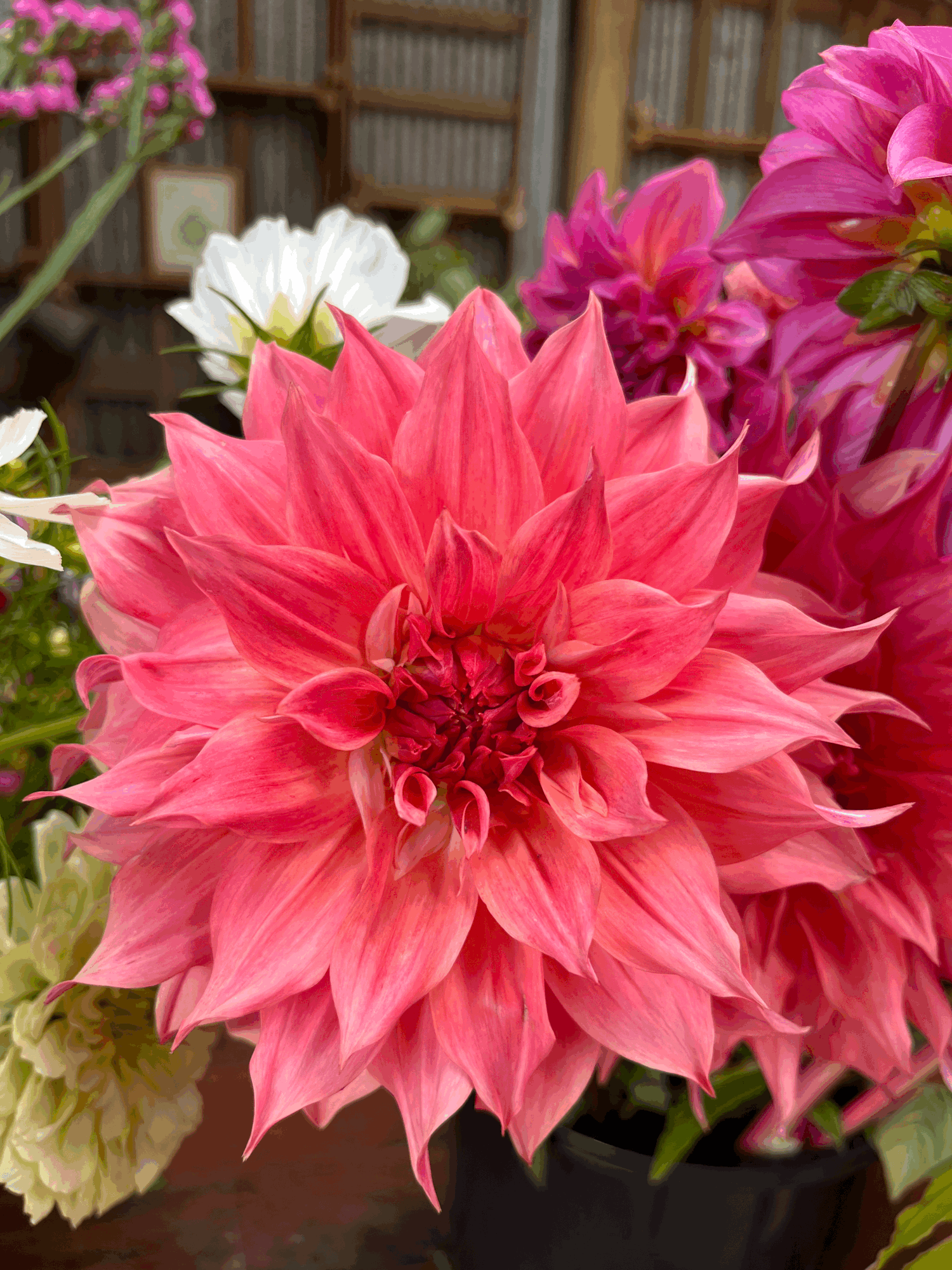 Dahlia Tubers — Gather Flower Farm