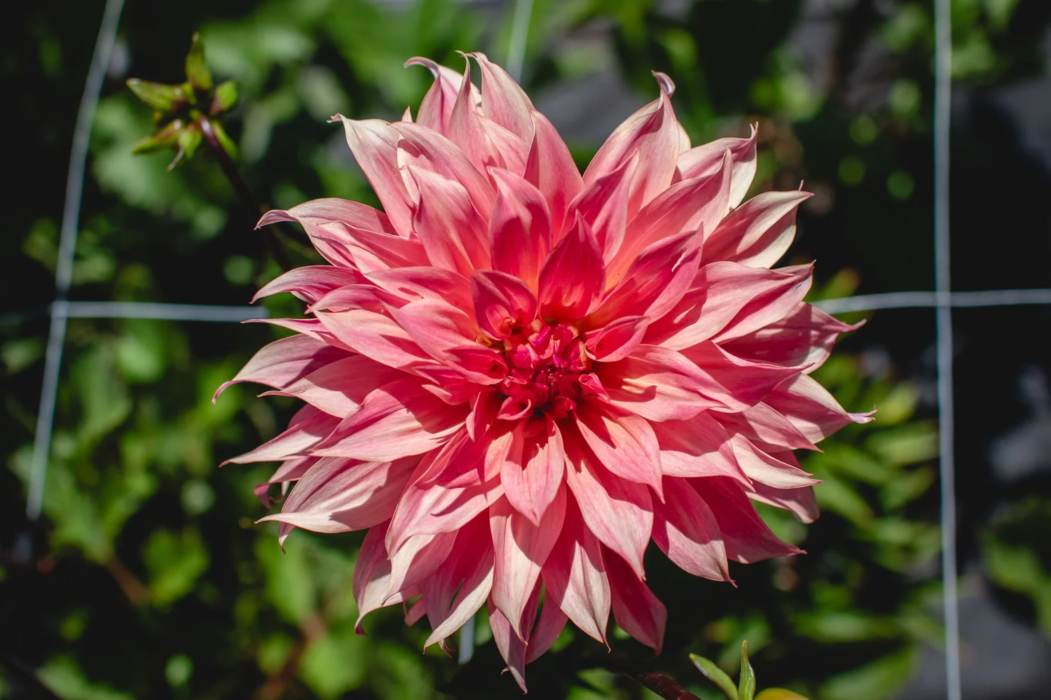 Dahlia Tubers — Gather Flower Farm