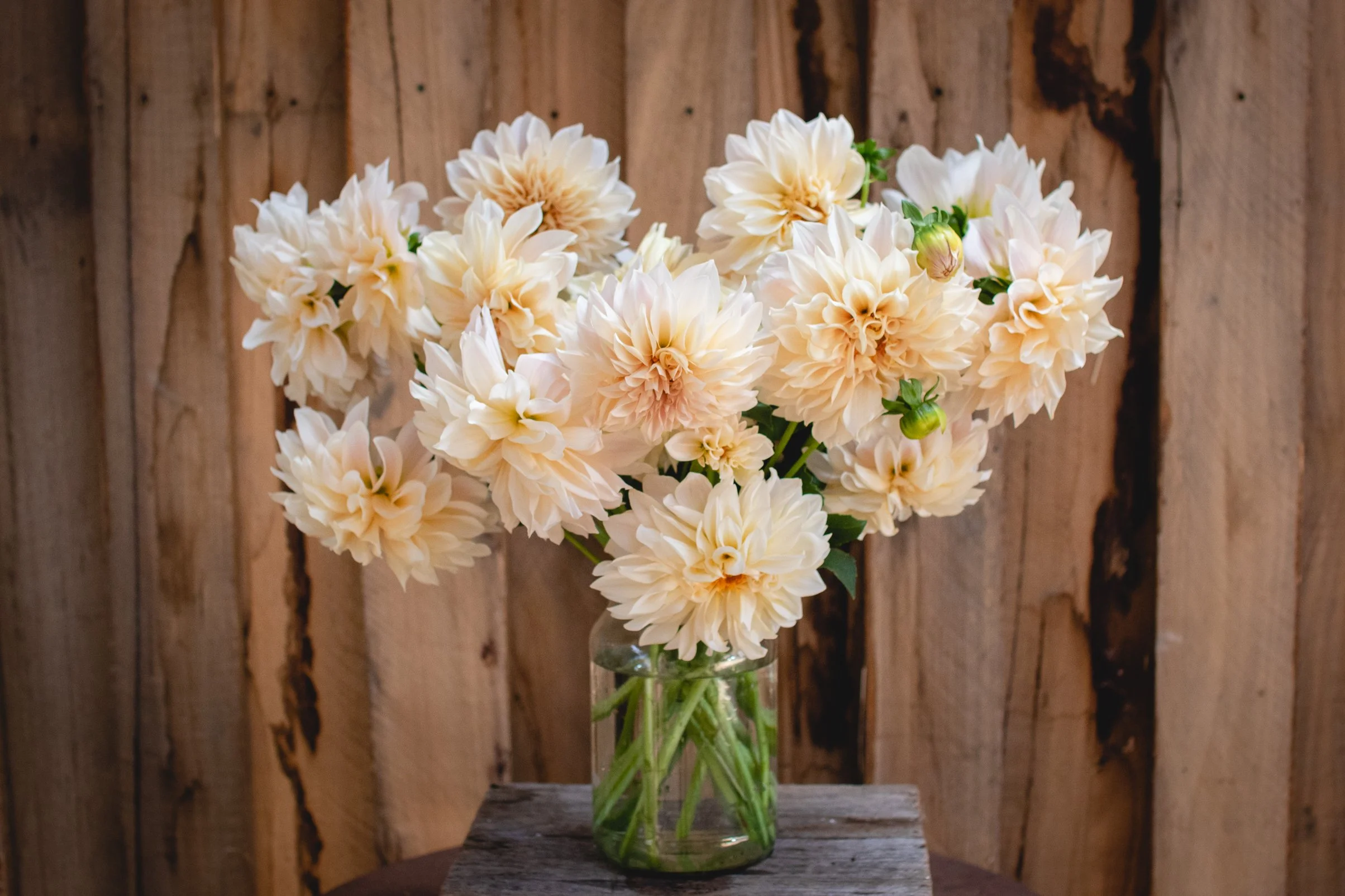 Dahlia Tubers — Gather Flower Farm