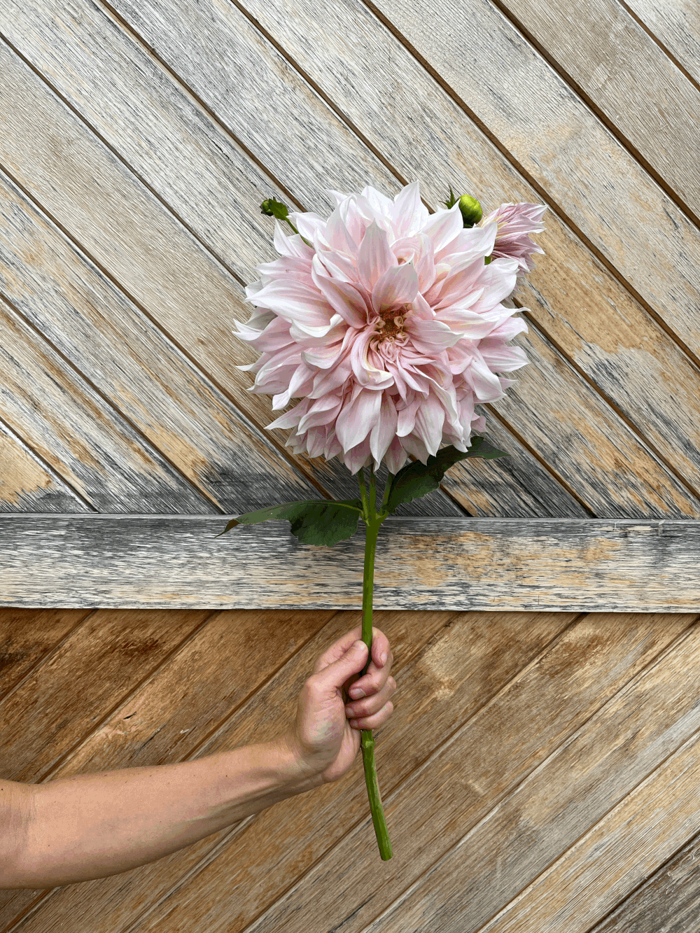 Dahlia Tubers — Gather Flower Farm