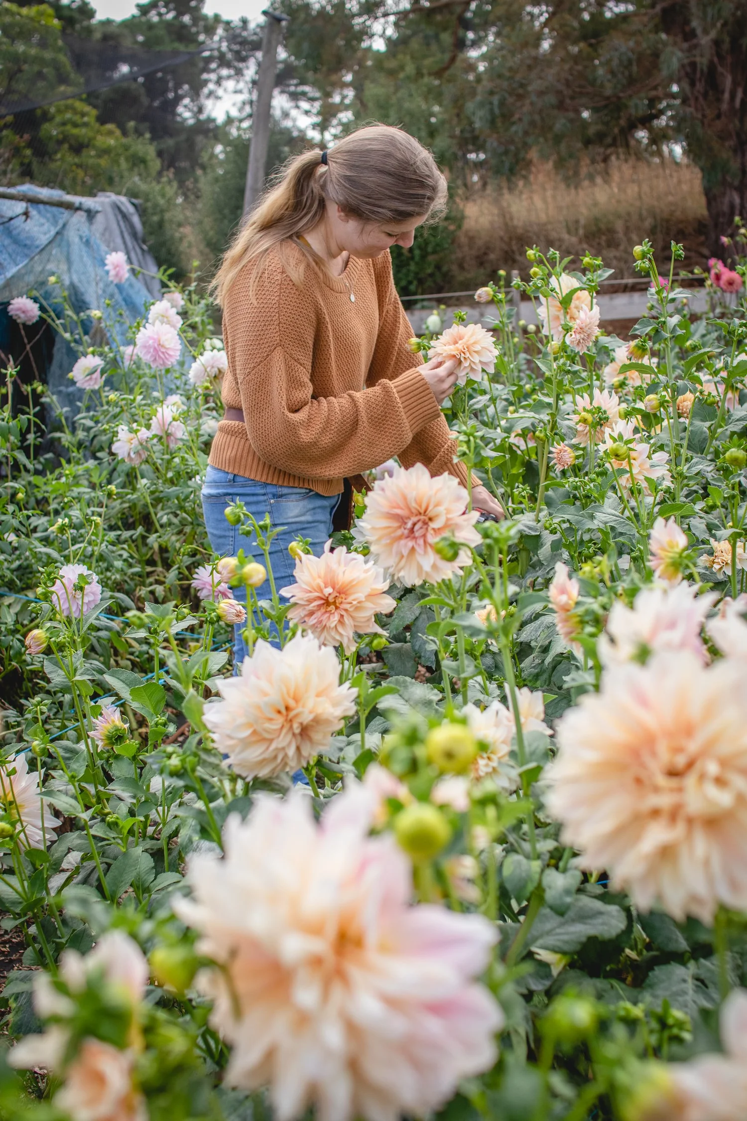 Dahlia Tubers — Gather Flower Farm