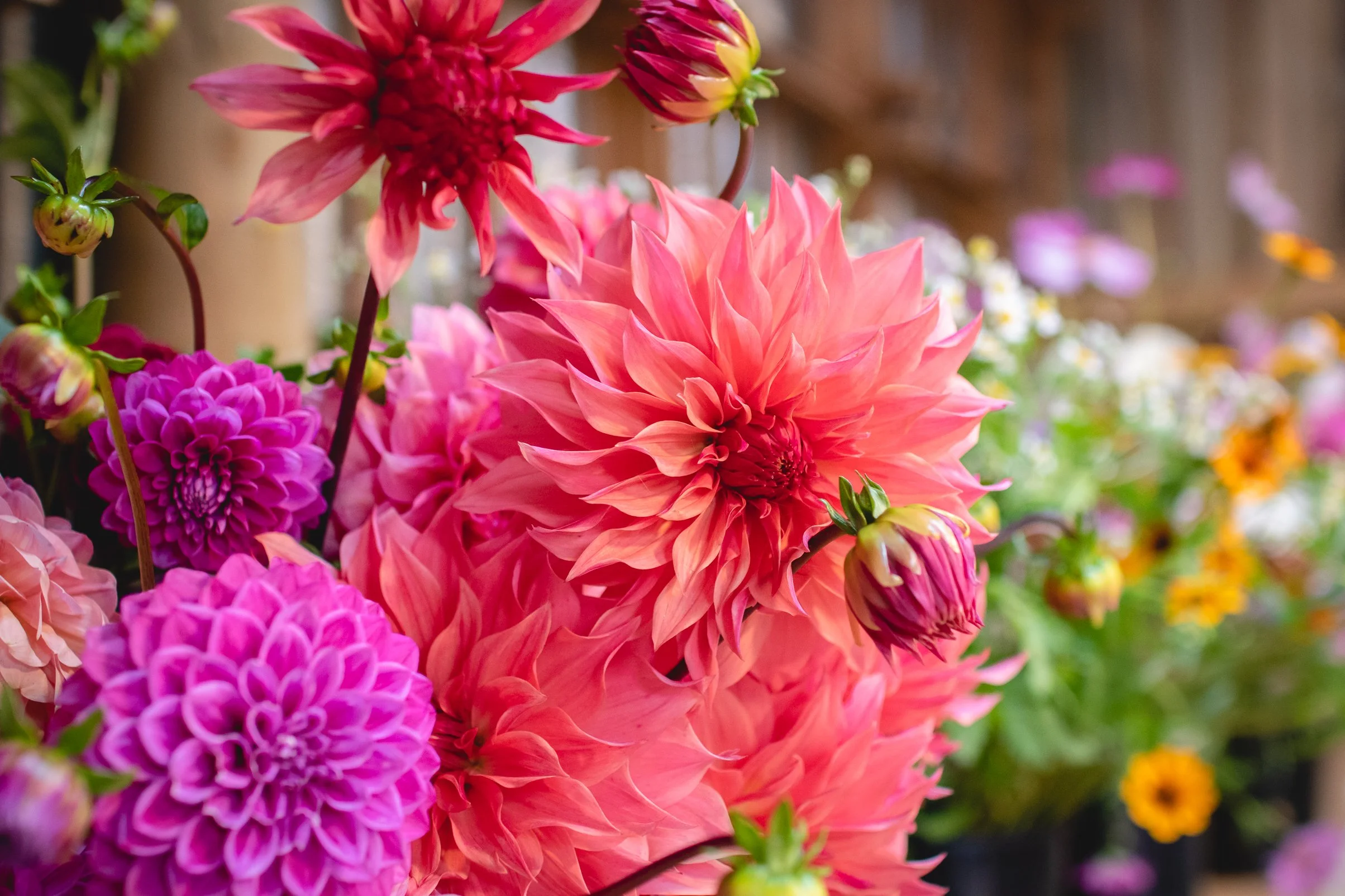 Dahlia Tubers — Gather Flower Farm