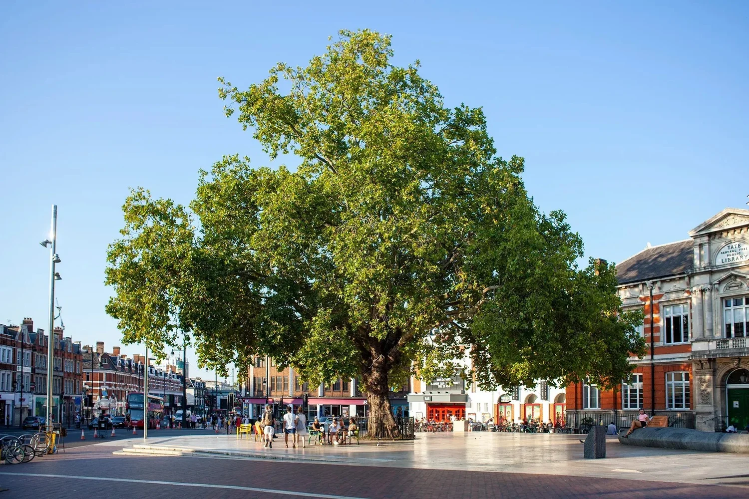 Trees as Infrastructure: Tracing the Historical Flow of Street Trees in ...