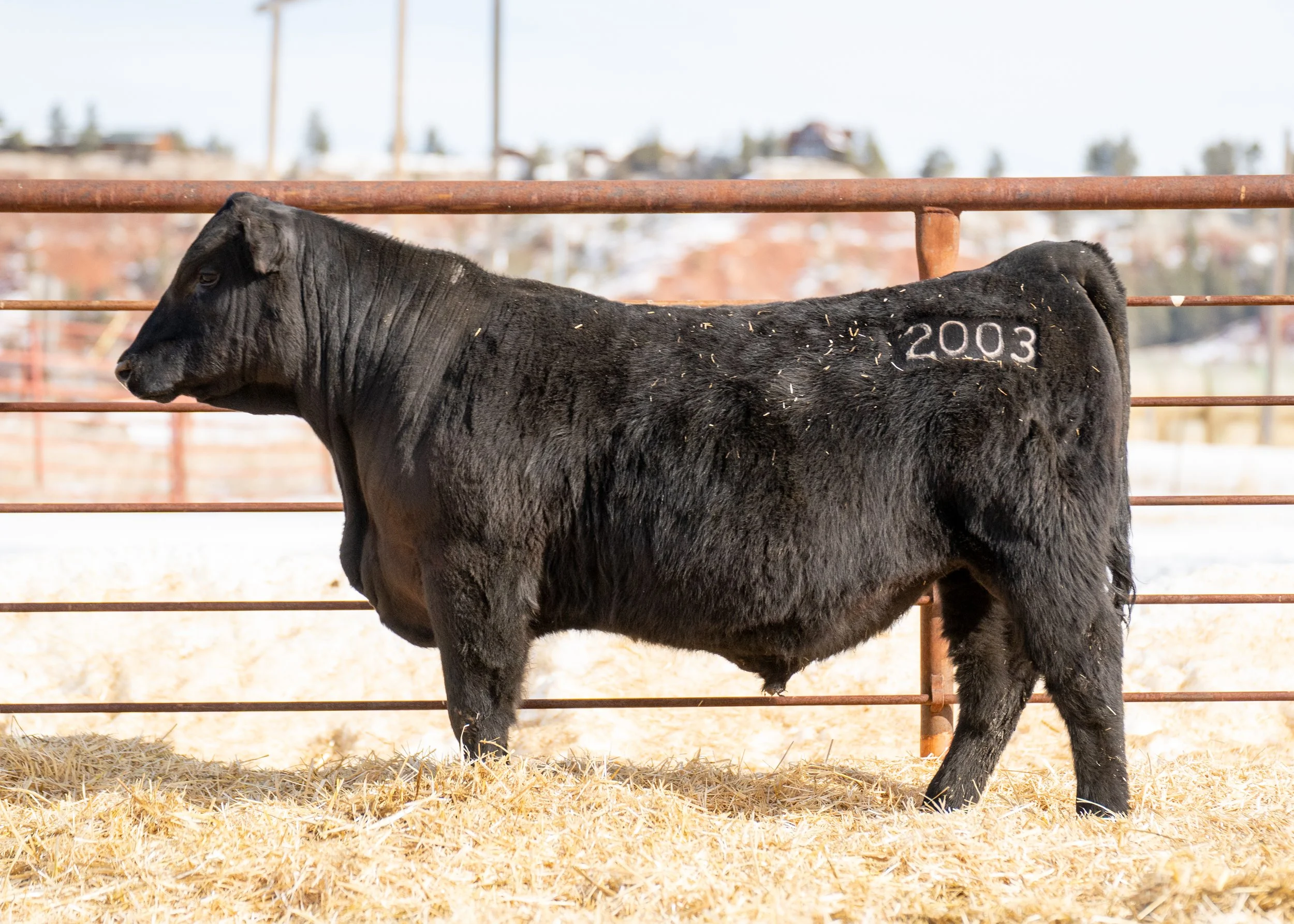 Lot 2 — Mills Cattle Co.