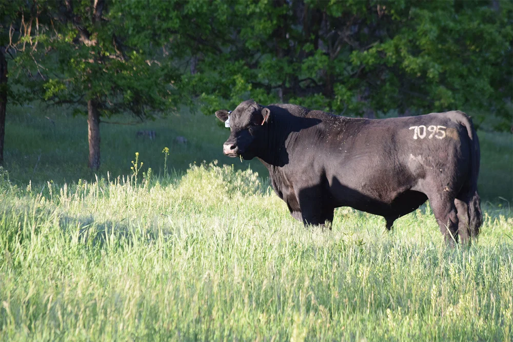 Herd Sires — Mills Cattle Co.
