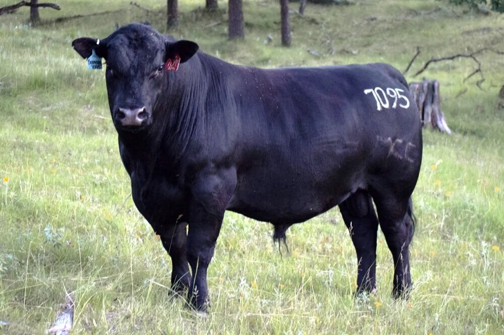 Herd Sires — Mills Cattle Co.