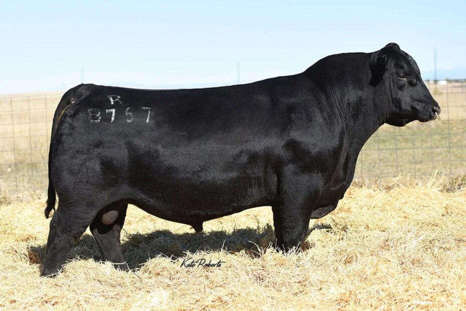Herd Sires — Mills Cattle Co.
