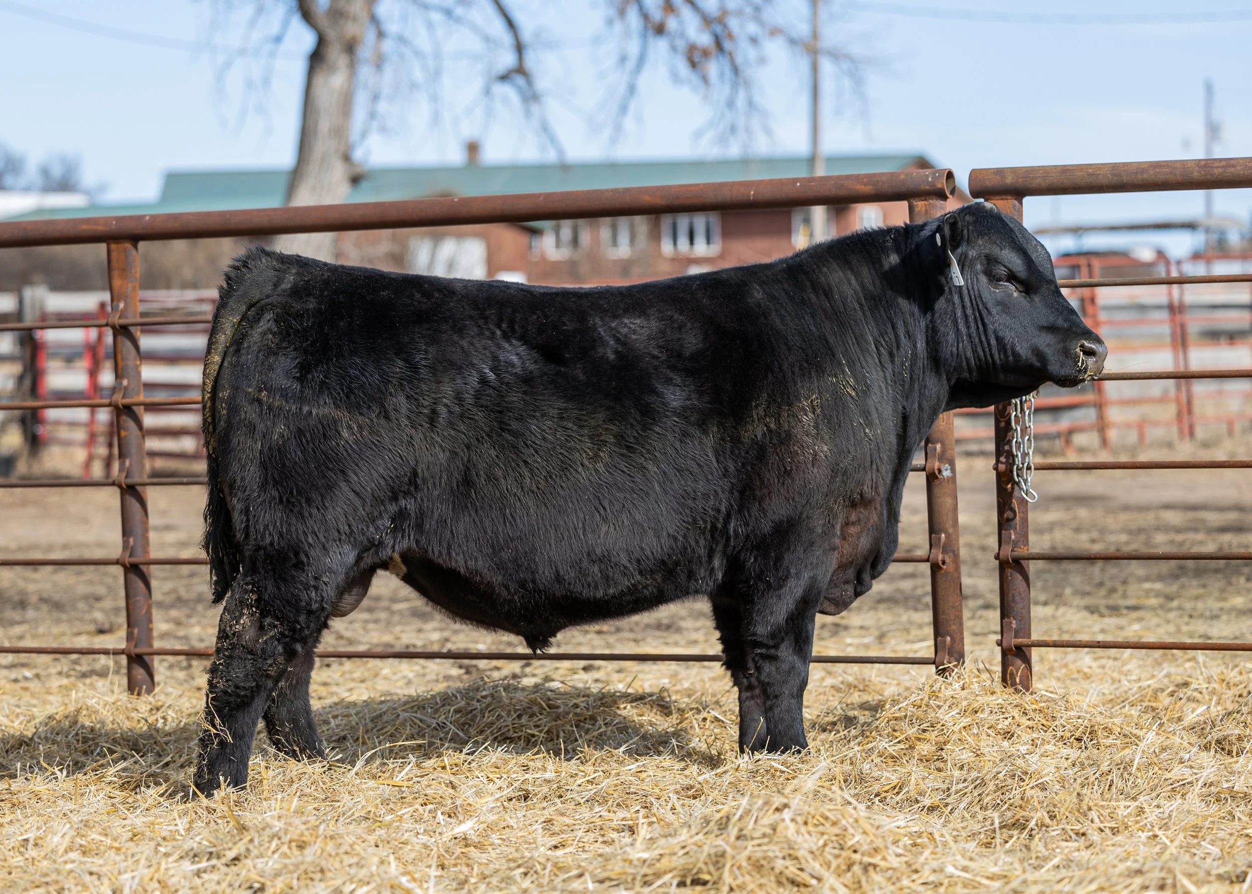 Lot 10 — Mills Cattle Co.