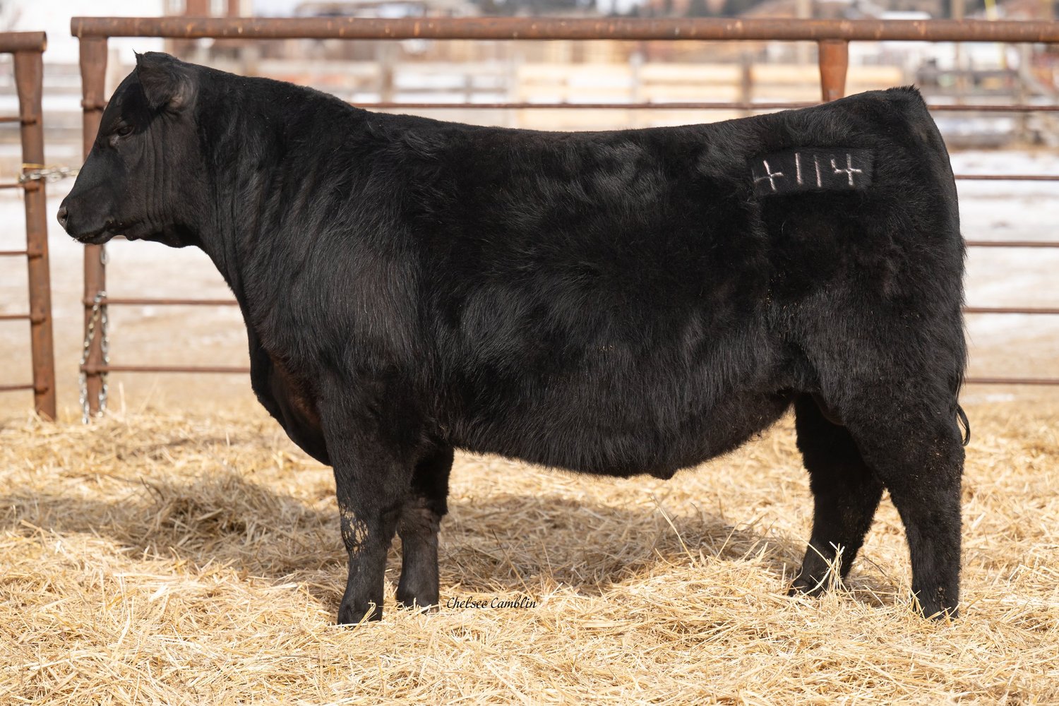 Lot 24 — Mills Cattle Co.