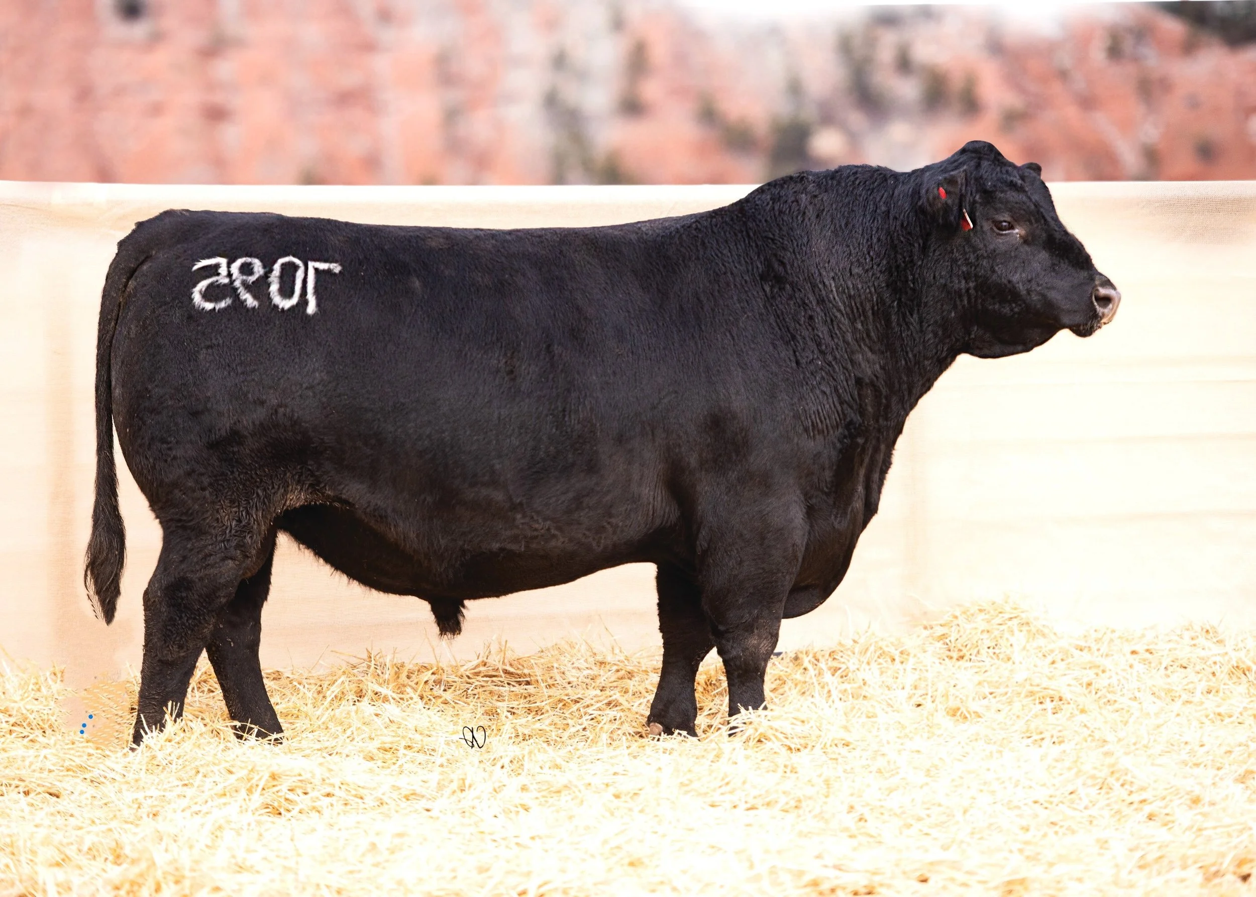 Herd Sires — Mills Cattle Co.