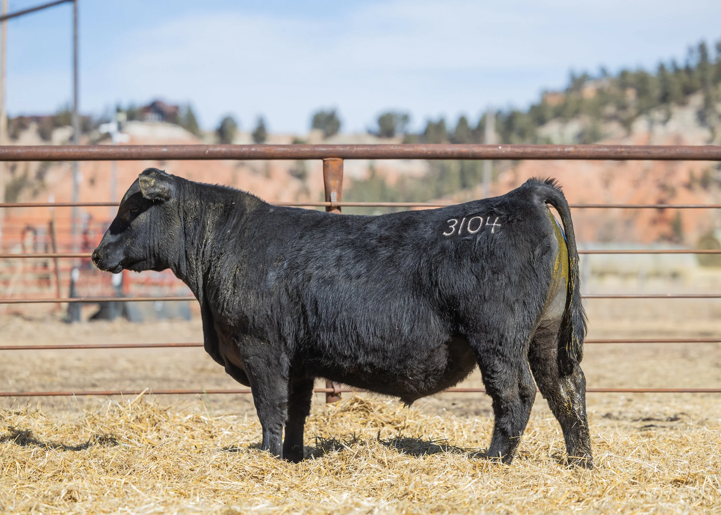 Lot 6 — Mills Cattle Co.