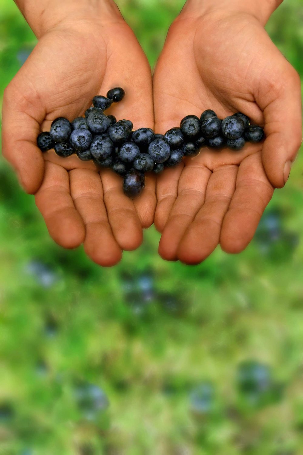 Blueberry Fest Poster Competition — Downtown Marquette