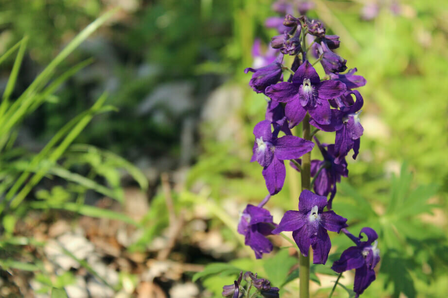 Larkspur Conservation: Tennessee's Conservation and Natural Burial