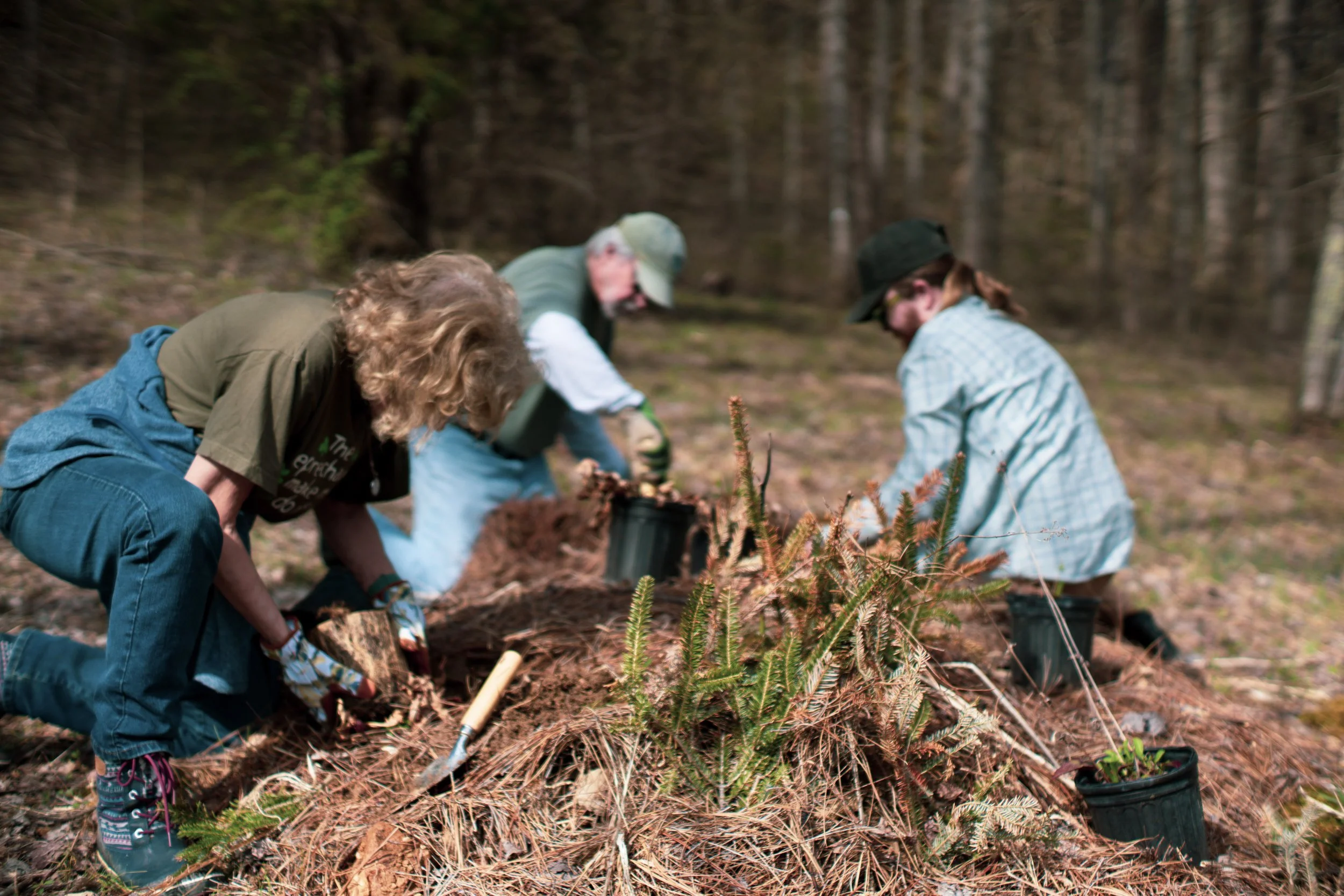 Field Notes: A Look at Memorial Planting Day — Larkspur Conservation ...