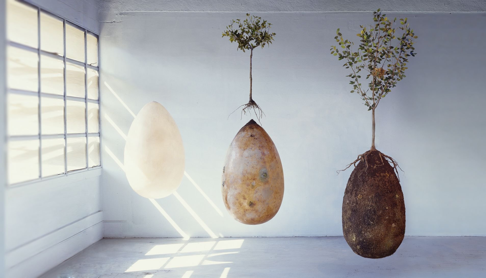 Become a Tree When You Die — Larkspur Conservation: Tennessee's ...