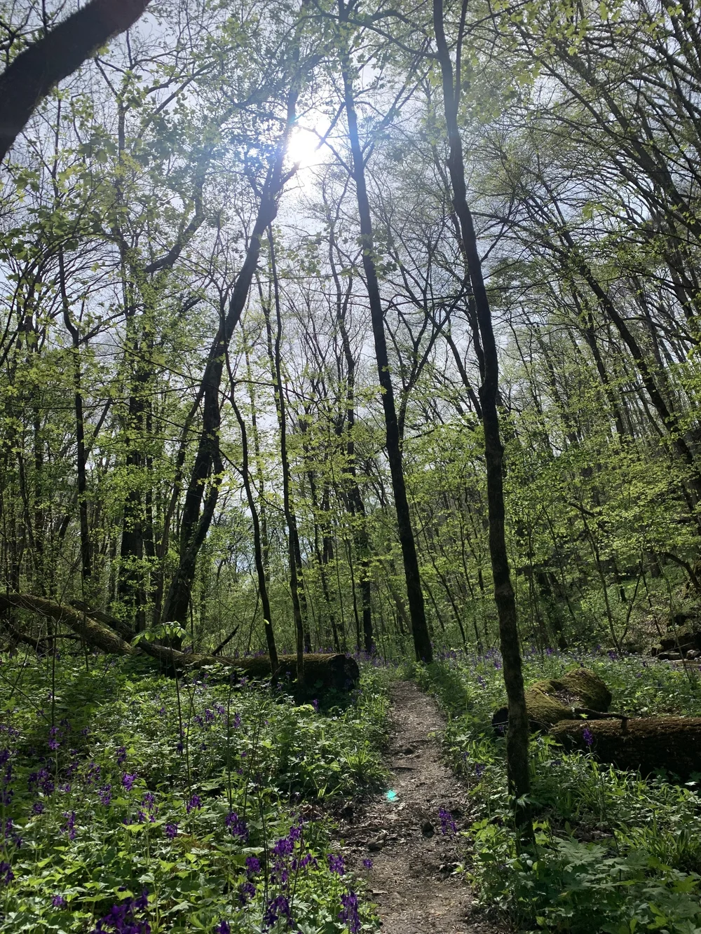 4 Ways Celebrate Earth Day with Larkspur — Larkspur Conservation ...