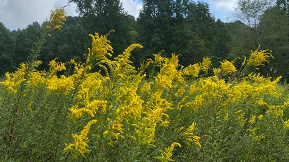 What Flowers to Bring to a Funeral — Larkspur Conservation: Tennessee's ...