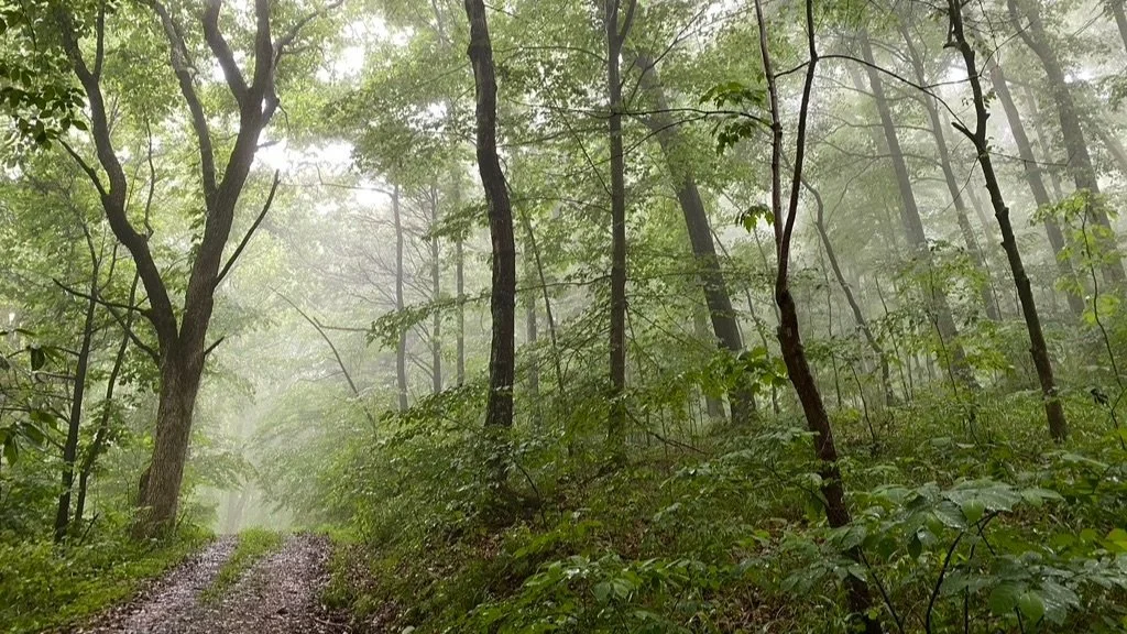 What to Bring to a Natural Burial — Larkspur Conservation: Tennessee's ...